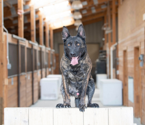 Personal Protection Dogs | Family Protection Dogs | Svalinn