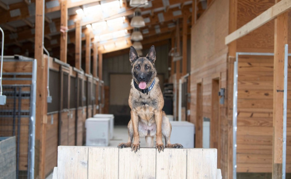 Personal Protection Dogs for Sale | Our Dogs | Svalinn