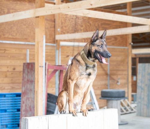 Personal Protection Dogs | Family Protection Dogs | Svalinn