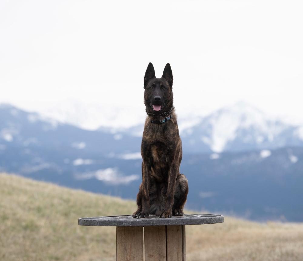 Personal Protection Dogs | Family Protection Dogs | Svalinn