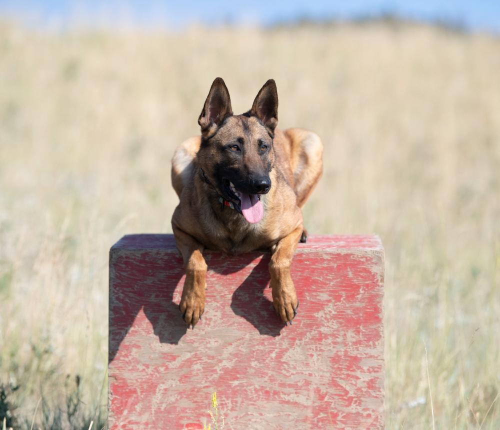 Personal Protection Dogs | Family Protection Dogs | Svalinn