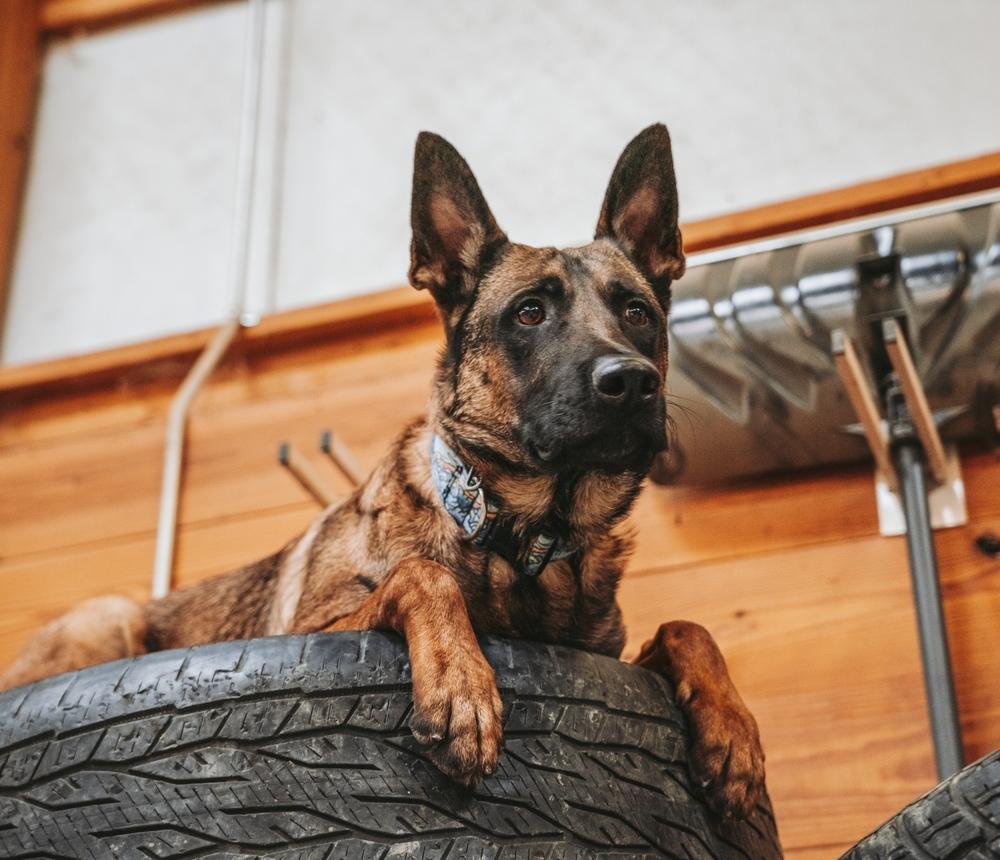 Personal Protection Dogs | Family Protection Dogs | Svalinn