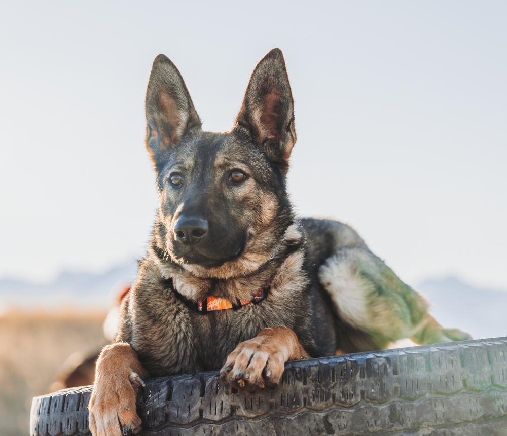 Personal Protection Dogs | Family Protection Dogs | Svalinn