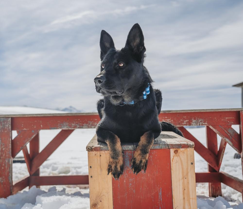 Personal Protection Dogs | Family Protection Dogs | Svalinn