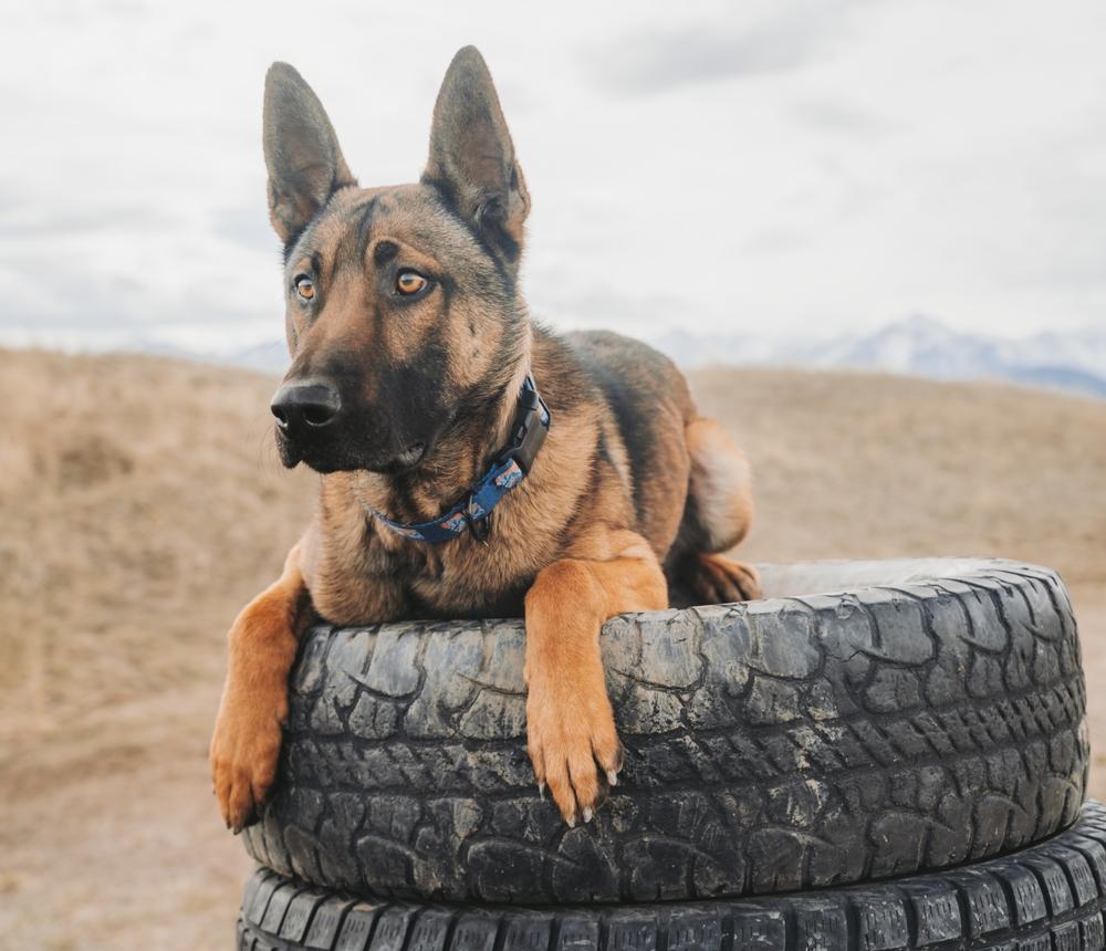 Personal Protection Dogs | Family Protection Dogs | Svalinn