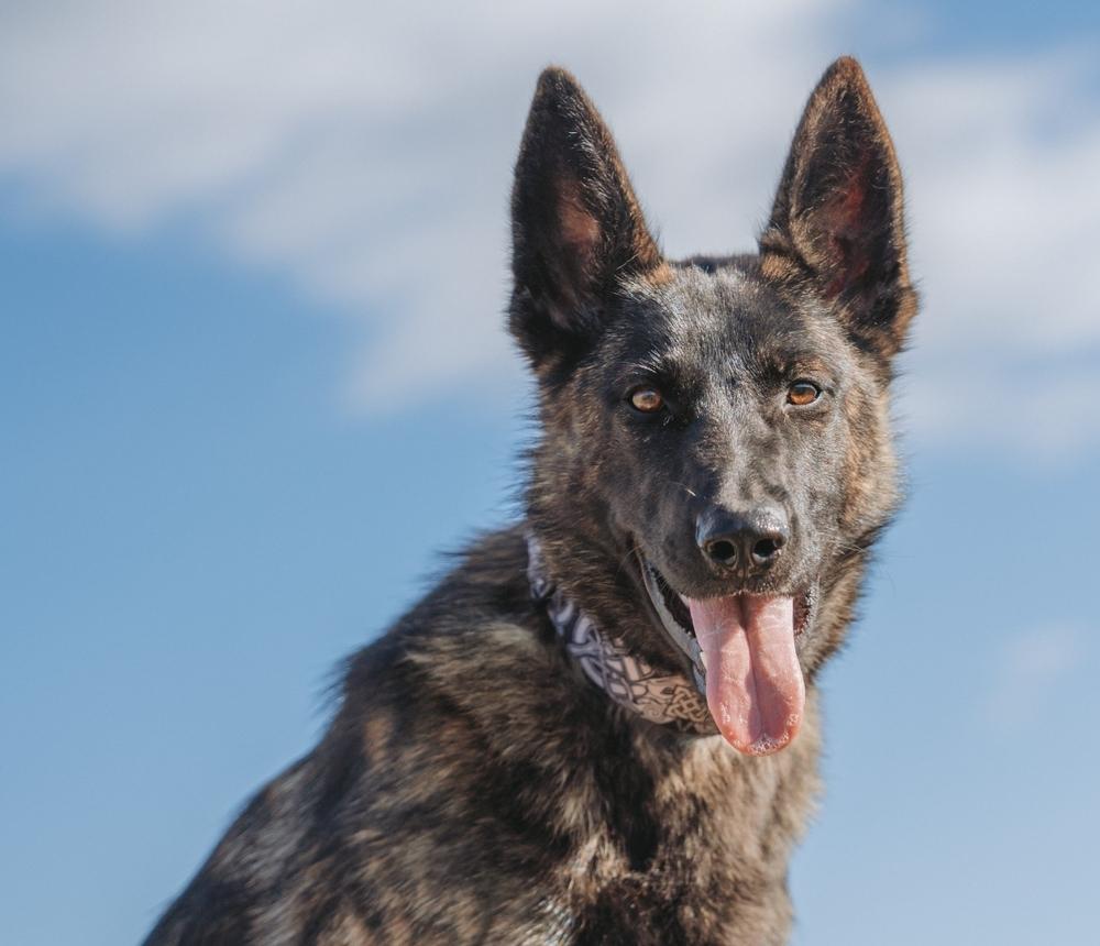 Personal Protection Dogs | Family Protection Dogs | Svalinn