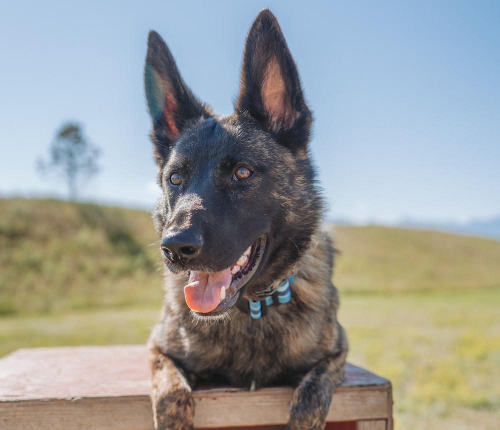 Personal Protection Dogs | Family Protection Dogs | Svalinn