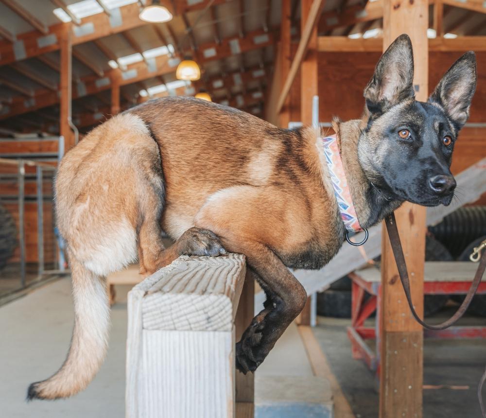 Personal Protection Dogs | Family Protection Dogs | Svalinn