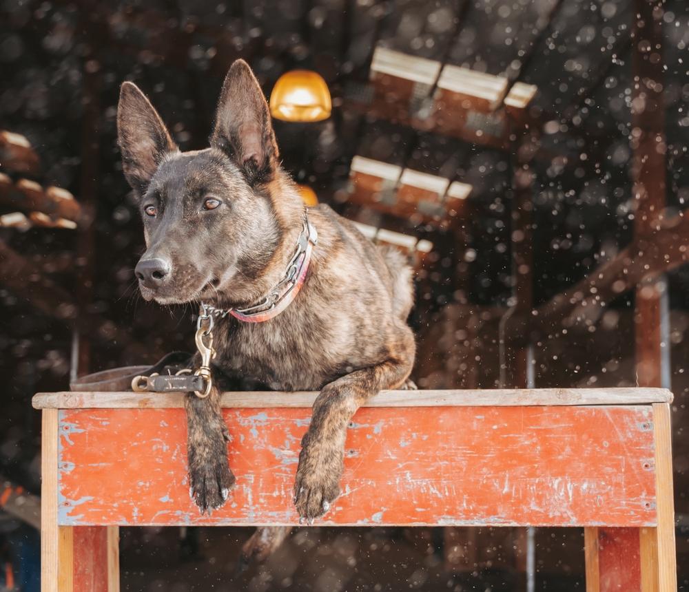 Personal Protection Dogs | Family Protection Dogs | Svalinn