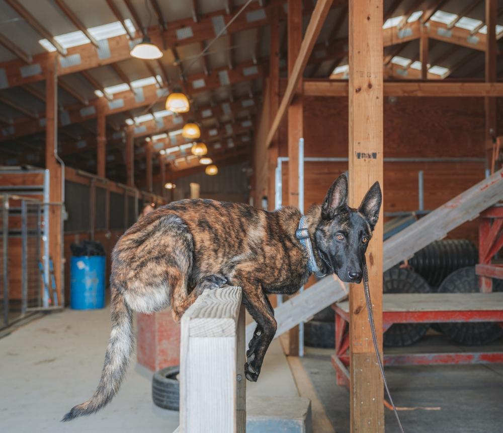 Personal Protection Dogs | Family Protection Dogs | Svalinn