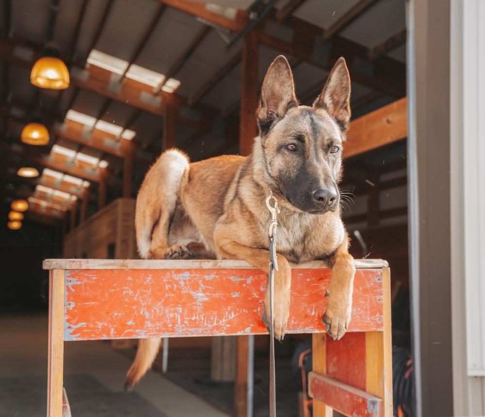 Personal Protection Dogs | Family Protection Dogs | Svalinn