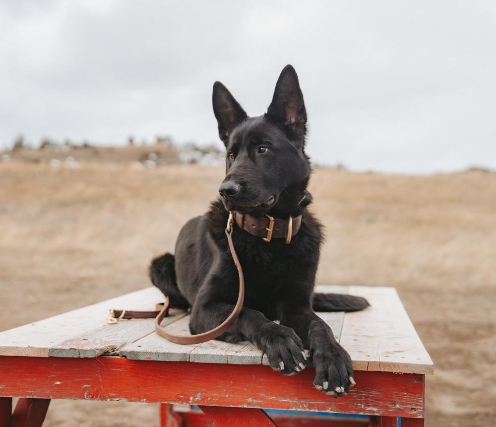 Personal Protection Dogs | Family Protection Dogs | Svalinn