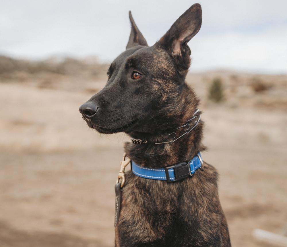 Personal Protection Dogs | Family Protection Dogs | Svalinn